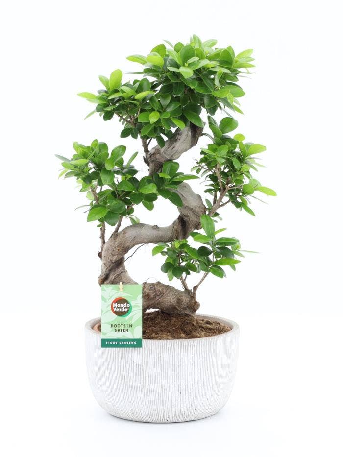 Ficus micr. Ginseng in Rustique Scale S-shape | Green Solutions