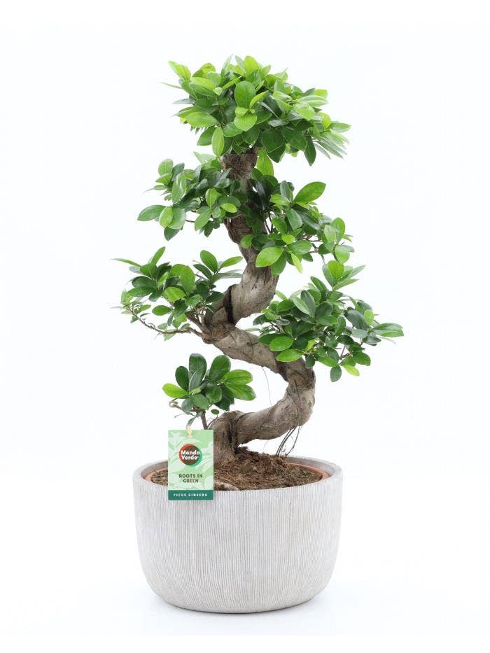 Ficus micr. Ginseng in Rustique Scale S-shape | Green Solutions