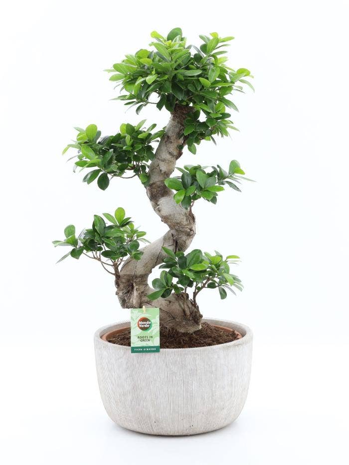 Ficus micr. Ginseng in Rustique S-shape | Green Solutions