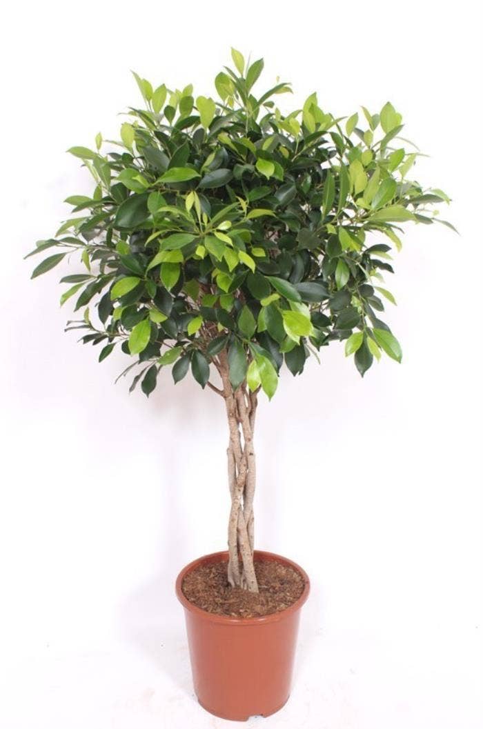Ficus nitida | Green Solutions