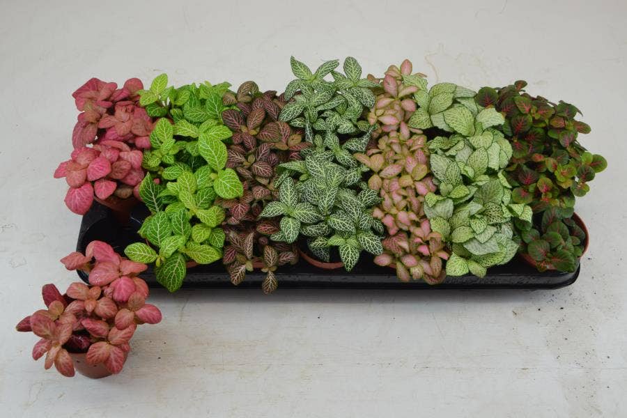 Fittonia large | Green Solutions