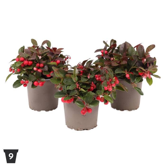 Gaultheria pro. 'Big Berry' | Green Solutions