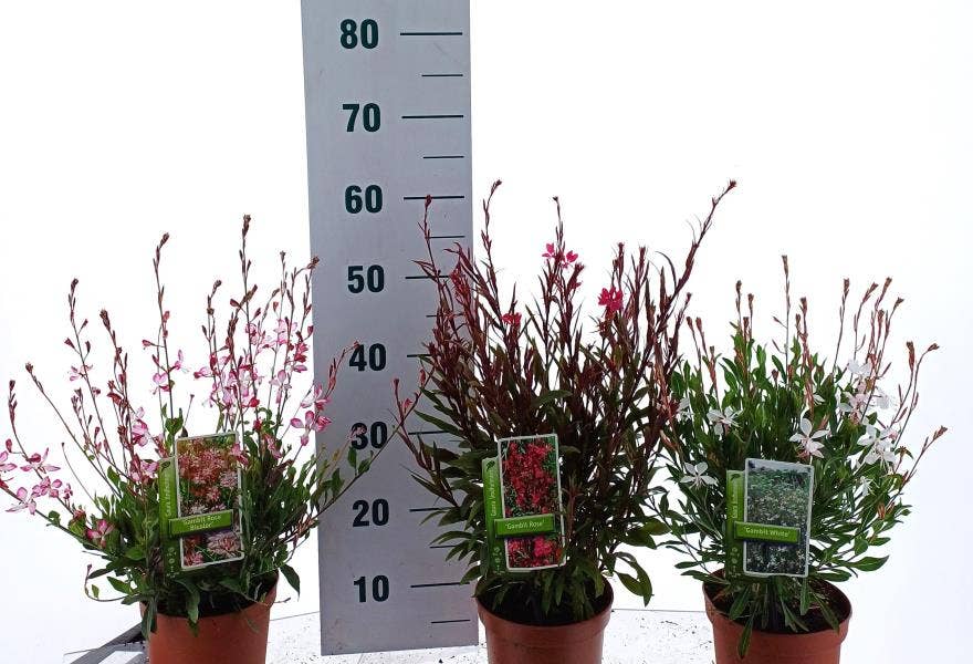 Gaura lin. 'Gambit' | Green Solutions