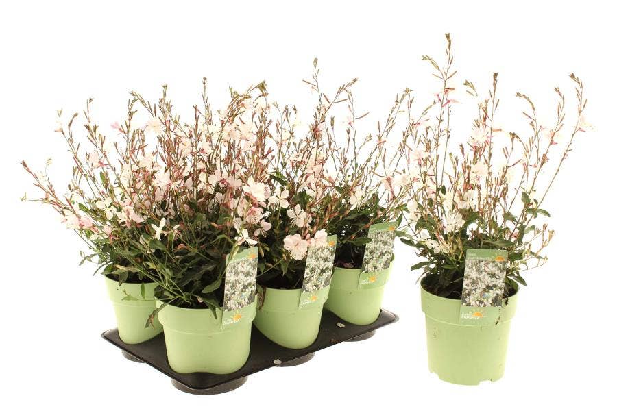 Gaura lin. 'Gaudi Pink' (Peat Free) | Green Solutions