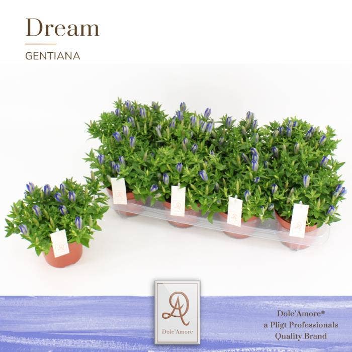 Gentiana Easy Blue Dolc'Amore® | Green Solutions