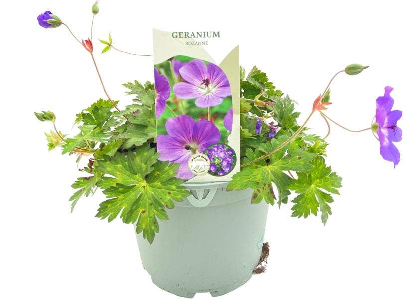 Geranium 'Rozanne' (P) | Green Solutions