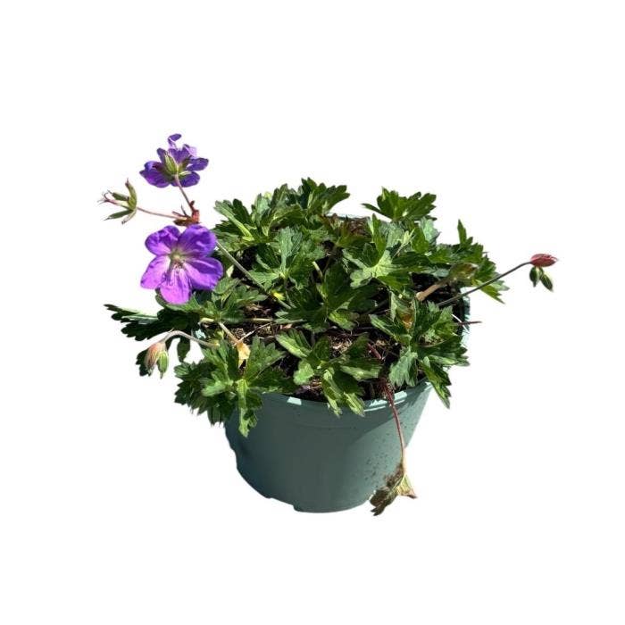 Perennials - Outdoor plants - Products | Green Solutions