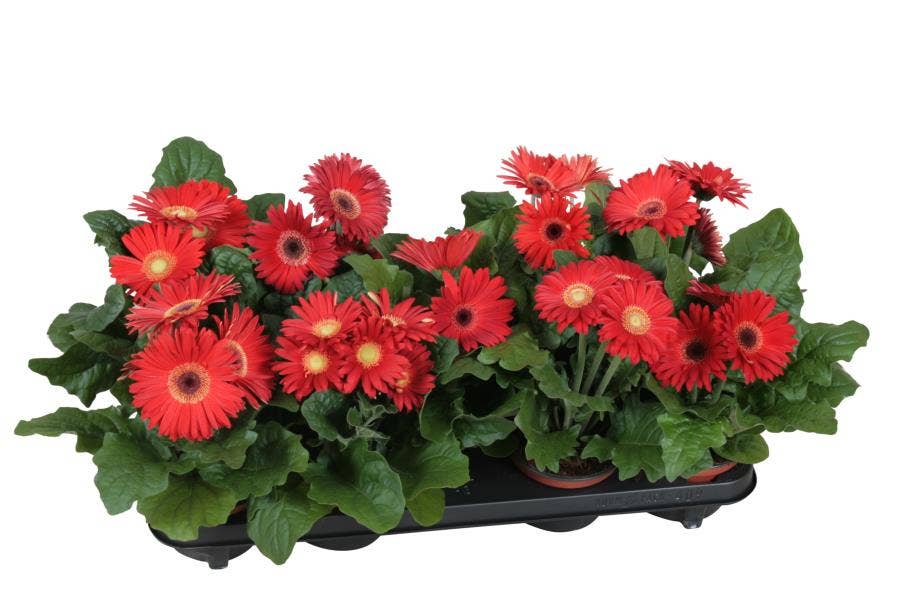 Gerbera red | Green Solutions