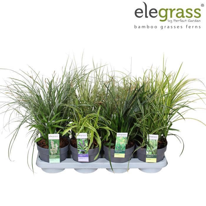 Grasses hardy and evergreen | Green Solutions