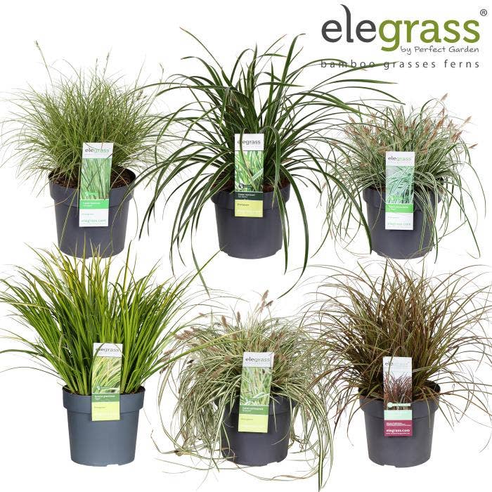 Grasses hardy and evergreen | Green Solutions