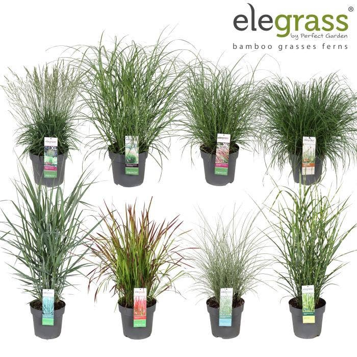 Grasses | Green Solutions