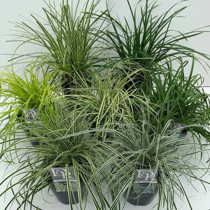 Grasses | Green Solutions