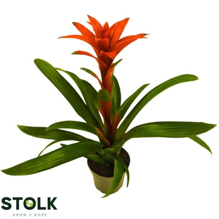 Guzmania Brimstone | Green Solutions