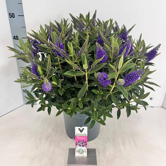 Hebe Addenda 'Britta' | Green Solutions