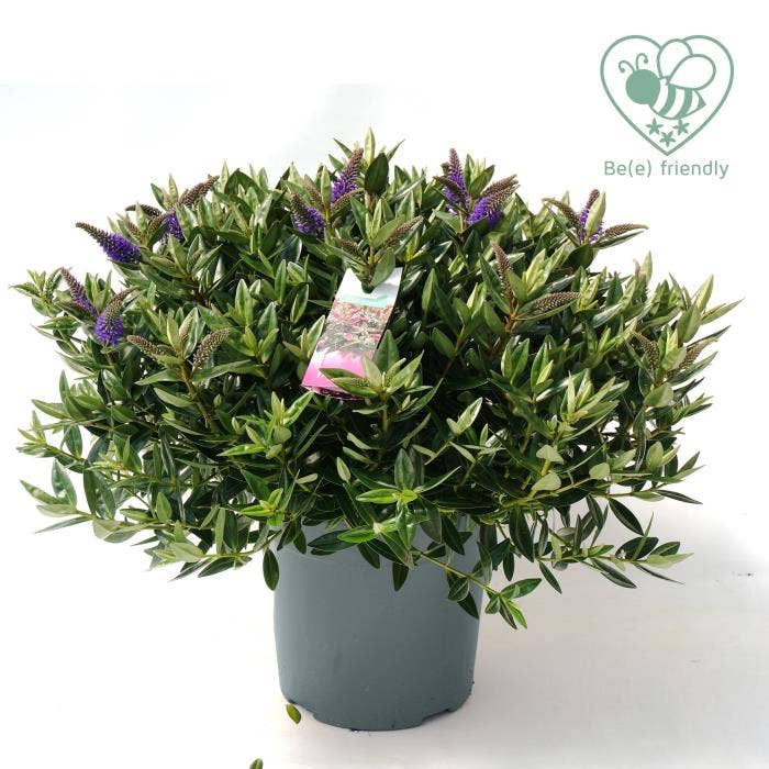 Hebe Addenda 'Donna Blue' | Green Solutions