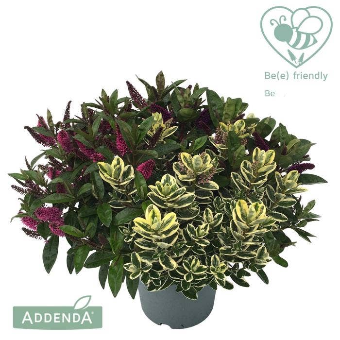 Hebe Addenda 'Donna Trio Variegata' | Green Solutions