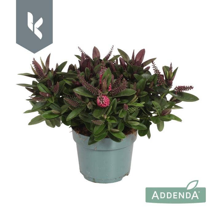 Hebe Addenda 'Eva' | Green Solutions