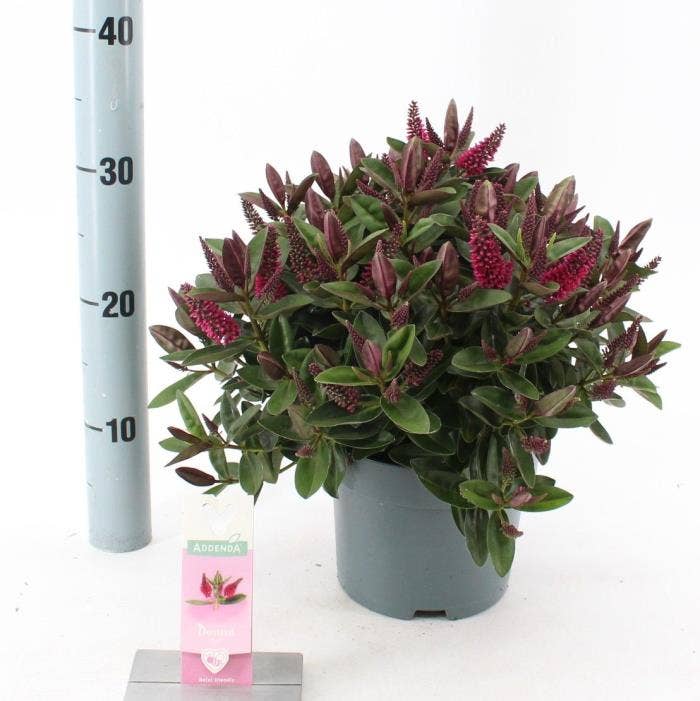 Hebe Addenda 'Eva' | Green Solutions