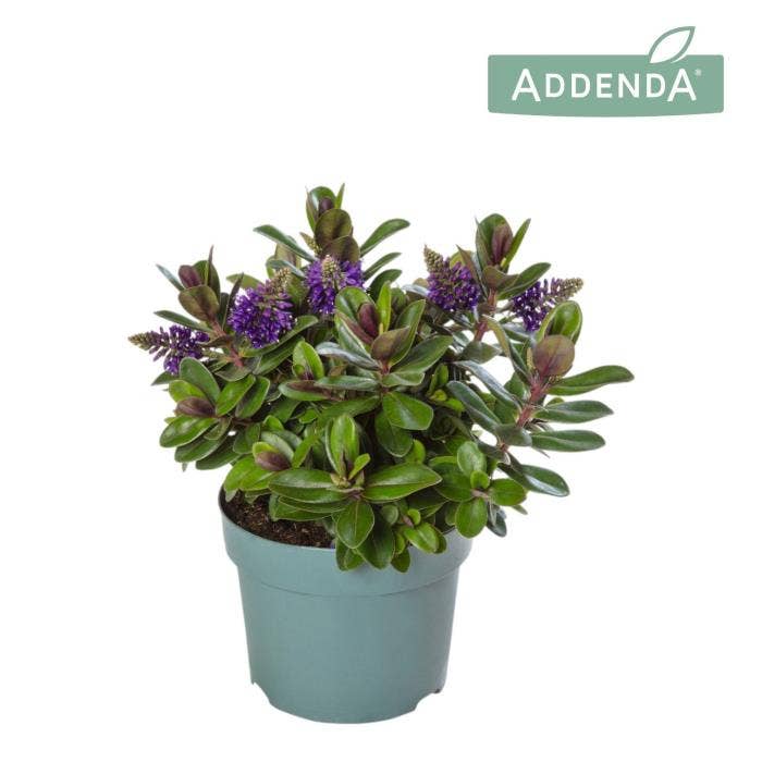 Hebe Addenda 'Vinoa Purple' | Green Solutions