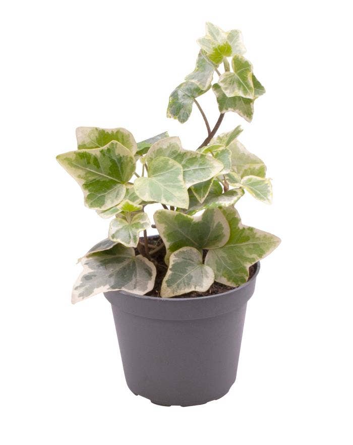 Hedera hel. Variegated | Green Solutions