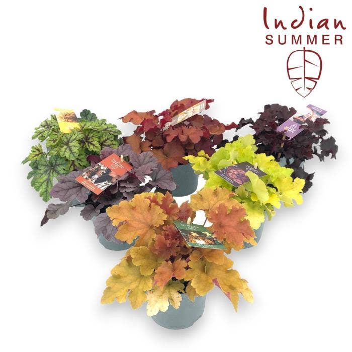 Heuchera 'Indian Summer' | Green Solutions