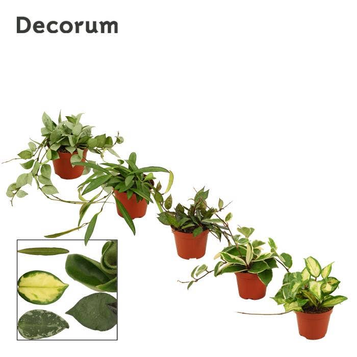 Hoya | Green Solutions