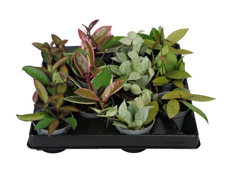 Hoya | Green Solutions