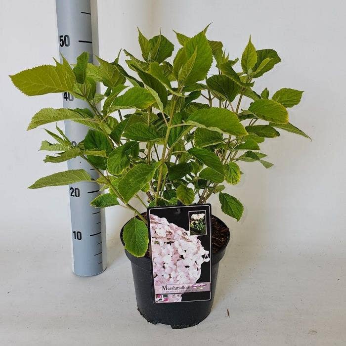 Hydrangea arb. 'Marshmallow' | Green Solutions