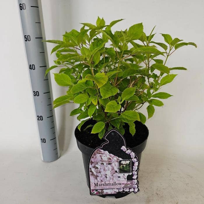 Hydrangea arb. 'Marshmallow' | Green Solutions