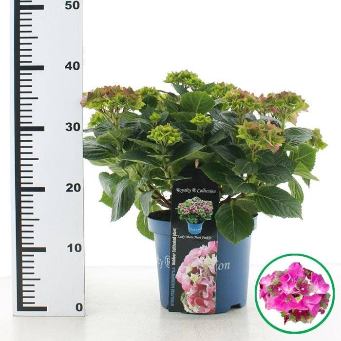 Hydrangea mac. 'Lady Mata Hari Pink' | Green Solutions