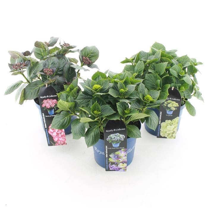 Hydrangea mac. 'Royalty Collection' | Green Solutions