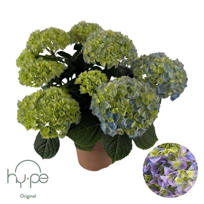 Hydrangea macr. Blue | Green Solutions