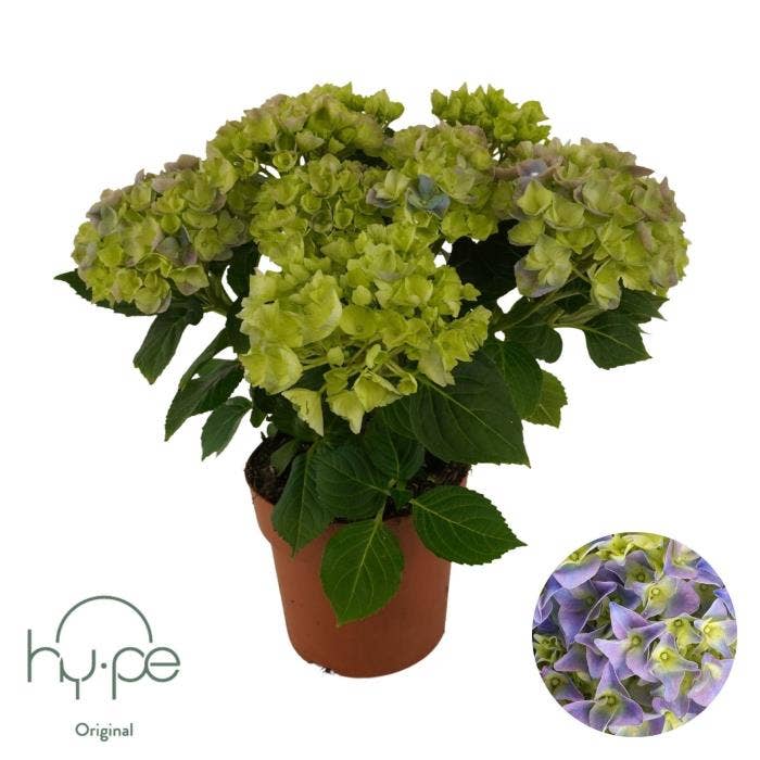 Hydrangea macr. Blue | Green Solutions