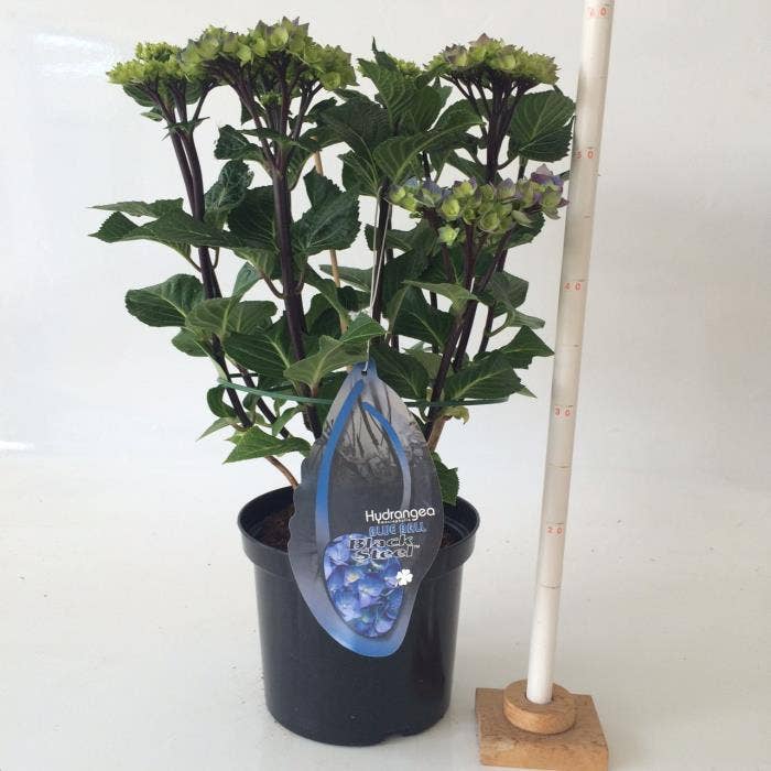 Hydrangea macr. BS Blue (buds) | Green Solutions