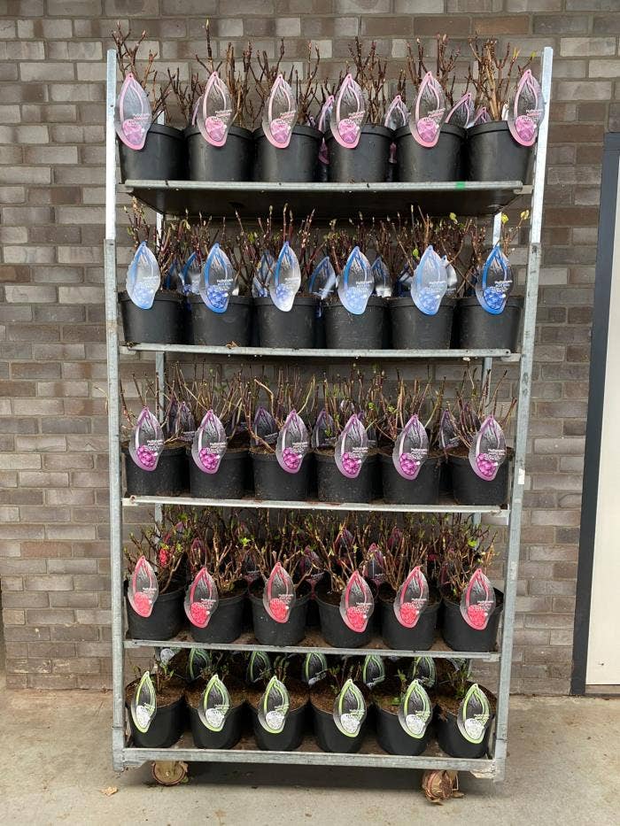 Hydrangea macr. BS (without leaves) | Green Solutions