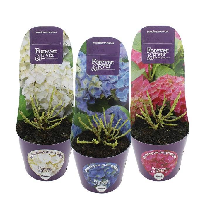Hydrangea macr. 'Forever & Ever' in potcover | Green Solutions