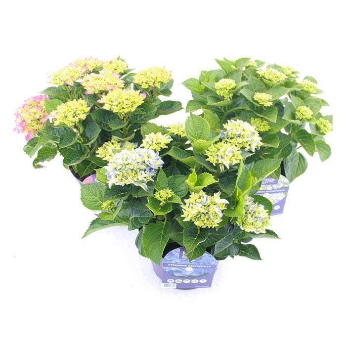 Hydrangea macr. 'Forever & Ever' | Green Solutions