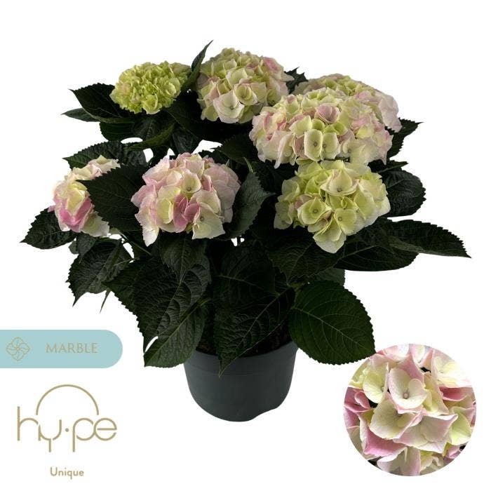 Hydrangea macr. 'Hi Diamond Pink' Unique | Green Solutions