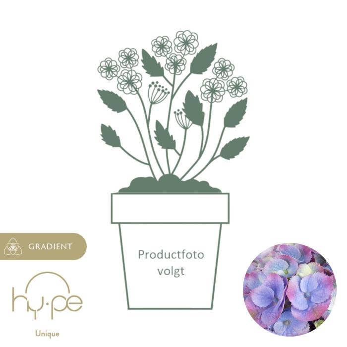 Hydrangea macr. 'Hi Island Purple' Unique | Green Solutions