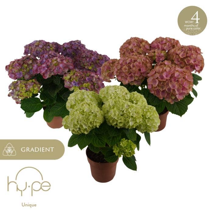 Hydrangea macr. Hi Long-lasting | Green Solutions