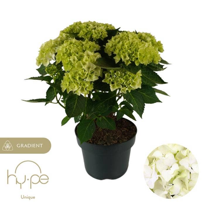 Hydrangea macr. 'Hi Valley' Unique | Green Solutions