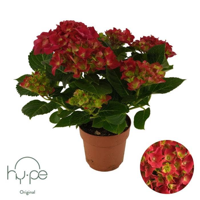 Hydrangea macr. Red | Green Solutions