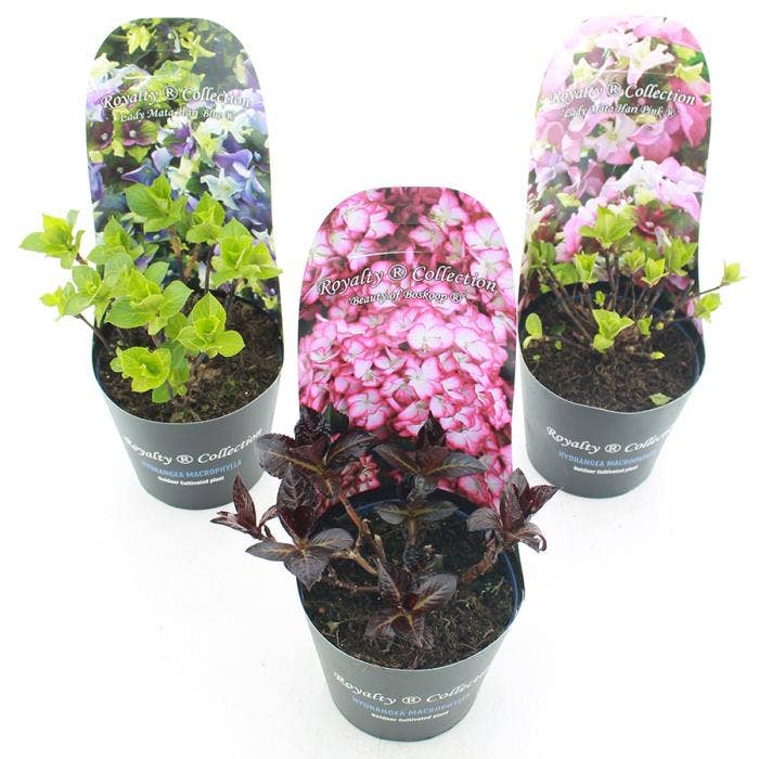 Hydrangea macr. 'Royalty Collection' in potcover | Green Solutions