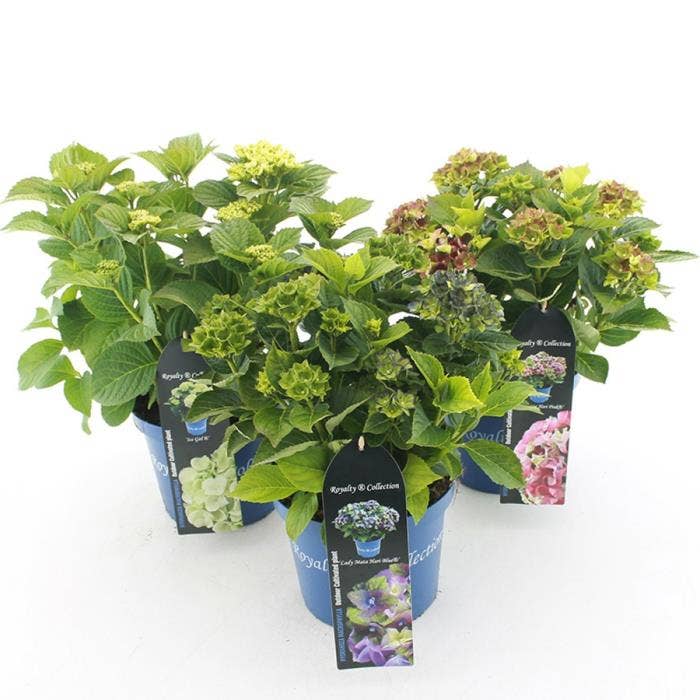Hydrangea macr. 'Royalty Collection' | Green Solutions