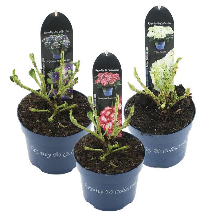 Hydrangea macr. 'Royalty Collection' | Green Solutions