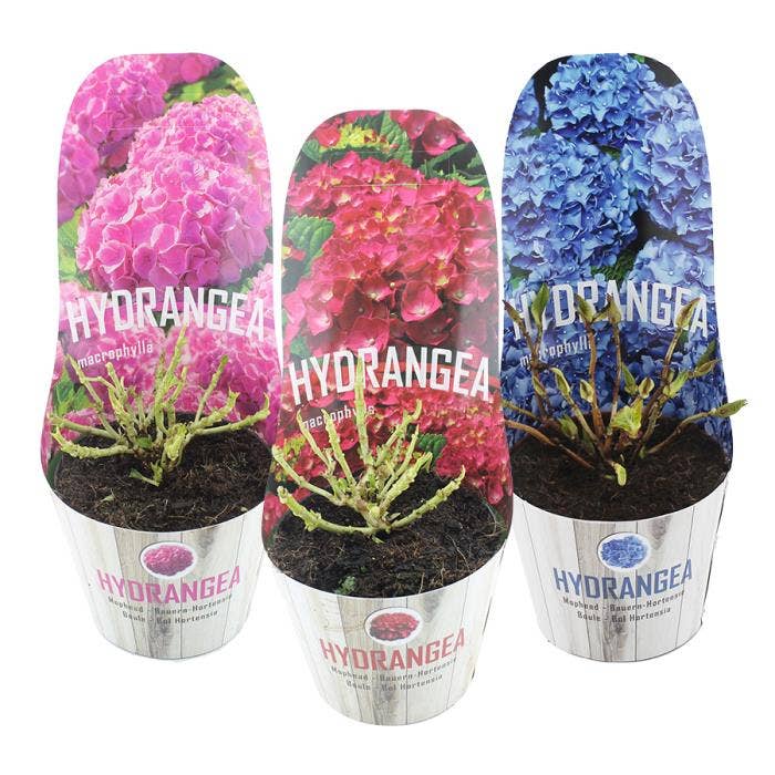 Hydrangea macr. Teller in potcover | Green Solutions