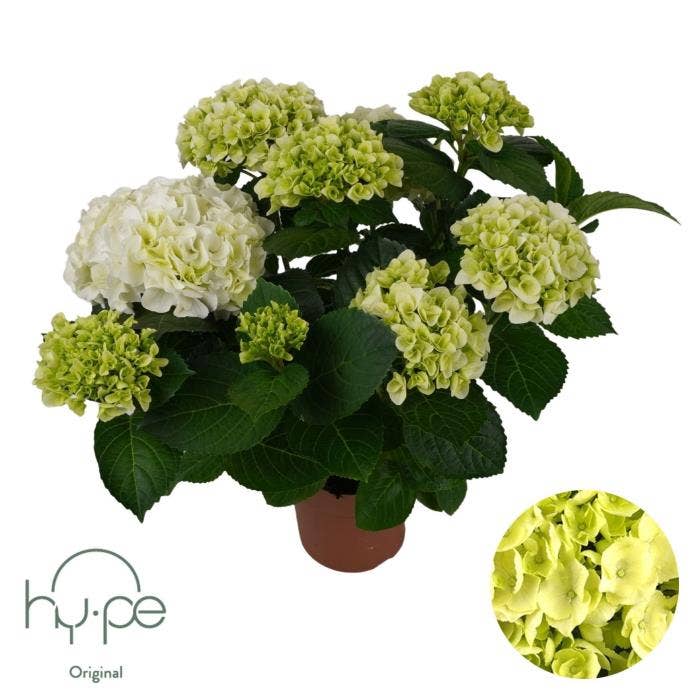 Hydrangea macr. White | Green Solutions