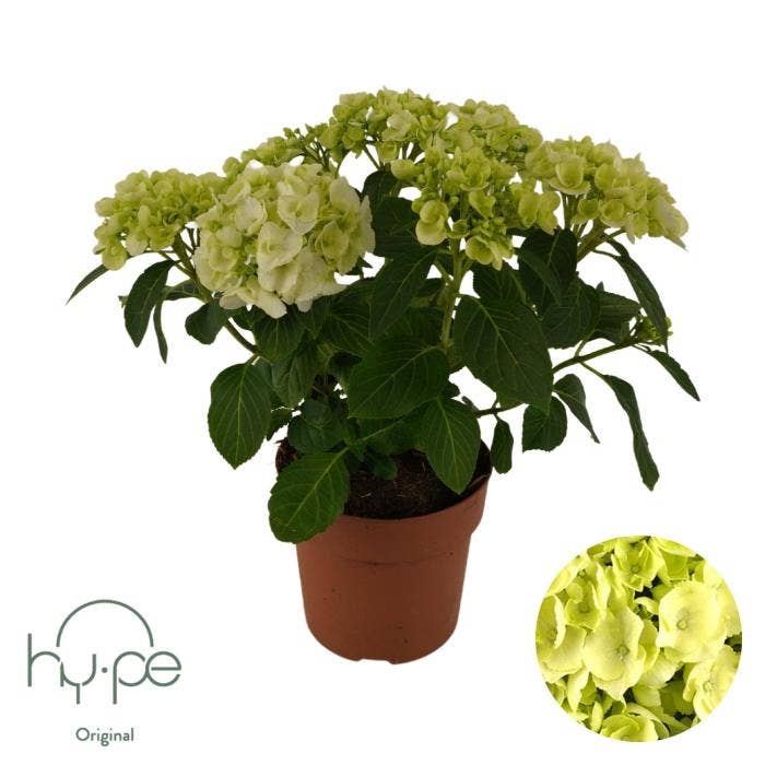 Hydrangea macr. White | Green Solutions