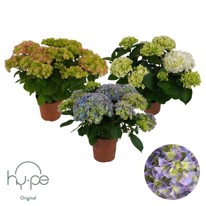 Hydrangea macr. | Green Solutions