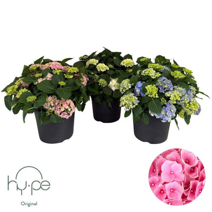 Hydrangea macrophylla | Green Solutions